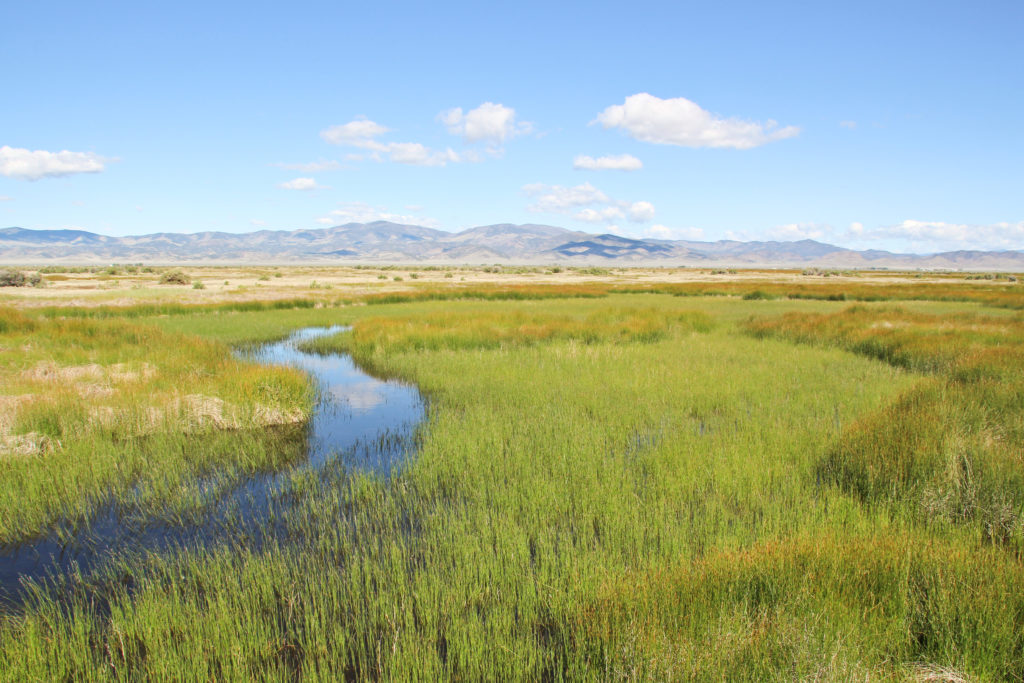 WetlandDynamics | Wetland Dynamics